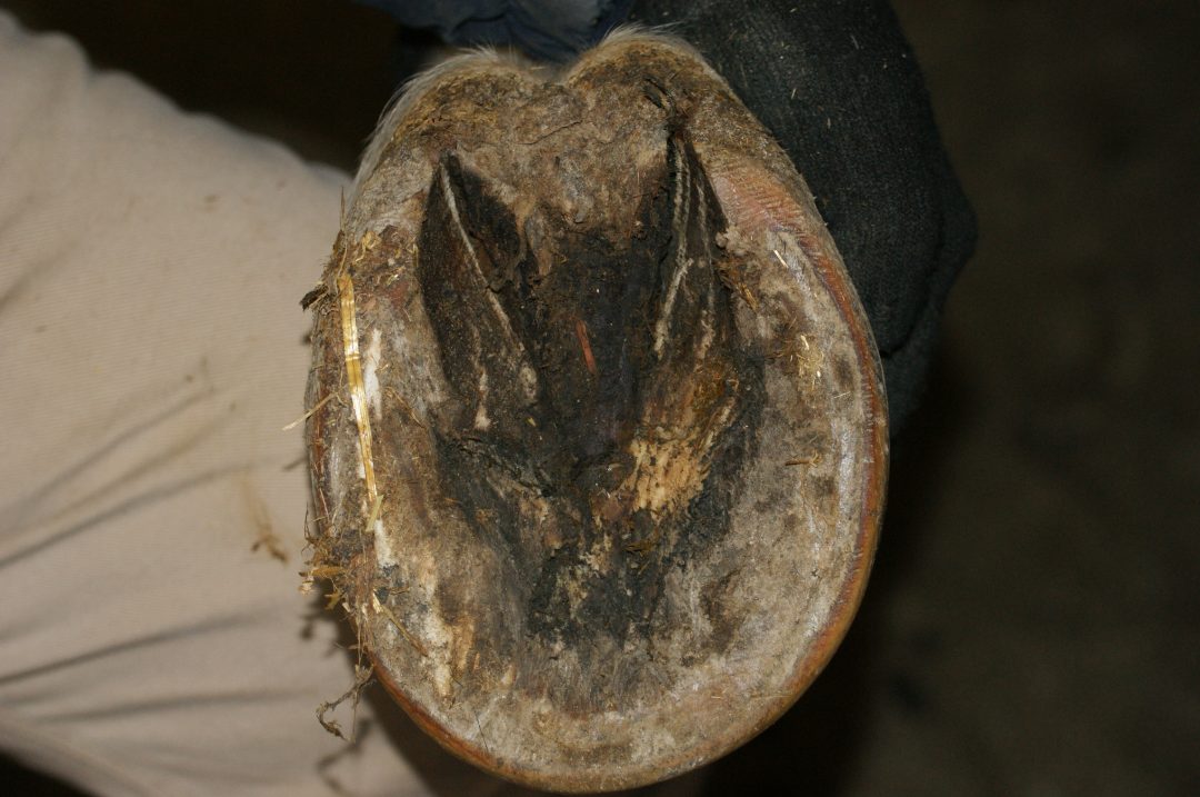 Thrush in Horses' Hooves - Equinell